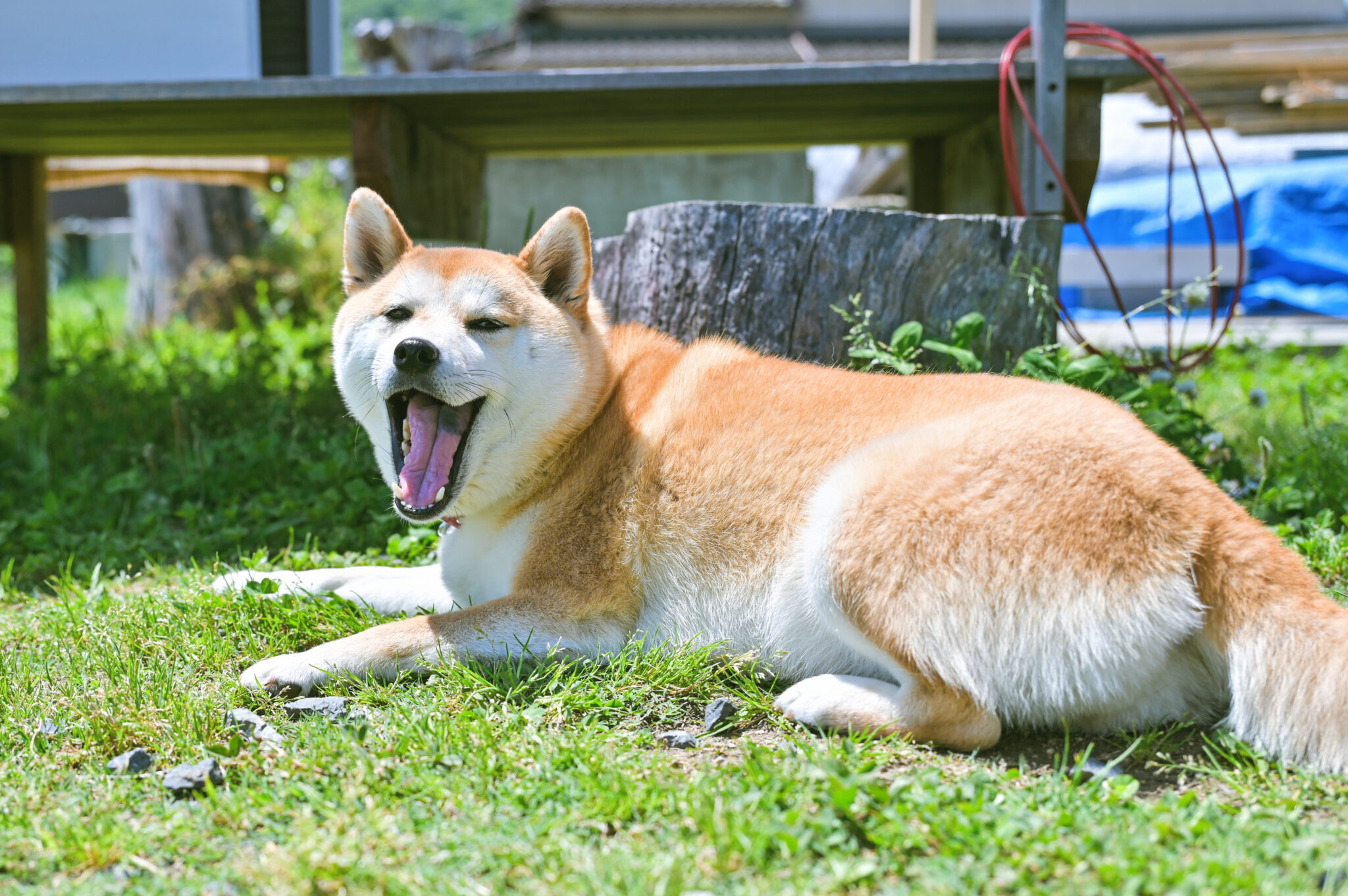 総社市山田「kipp’s cafe」へ行ってきました！ | そうえん -souen-